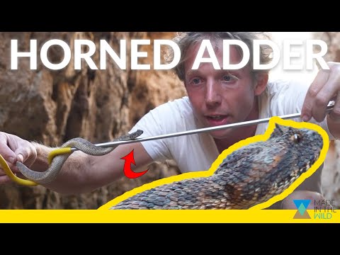Deadly Snake in Remote African Canyon! ft. Horned Adder
