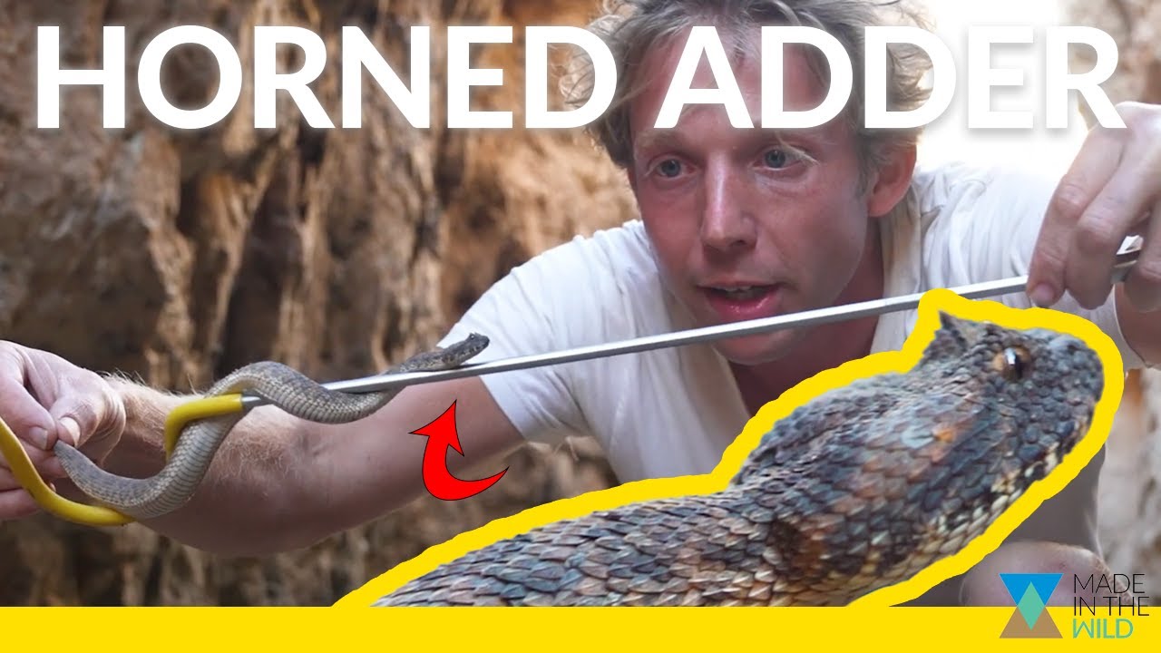 Africa's Most Camouflaged Viper? (Found in a Canyon!) - YouTube