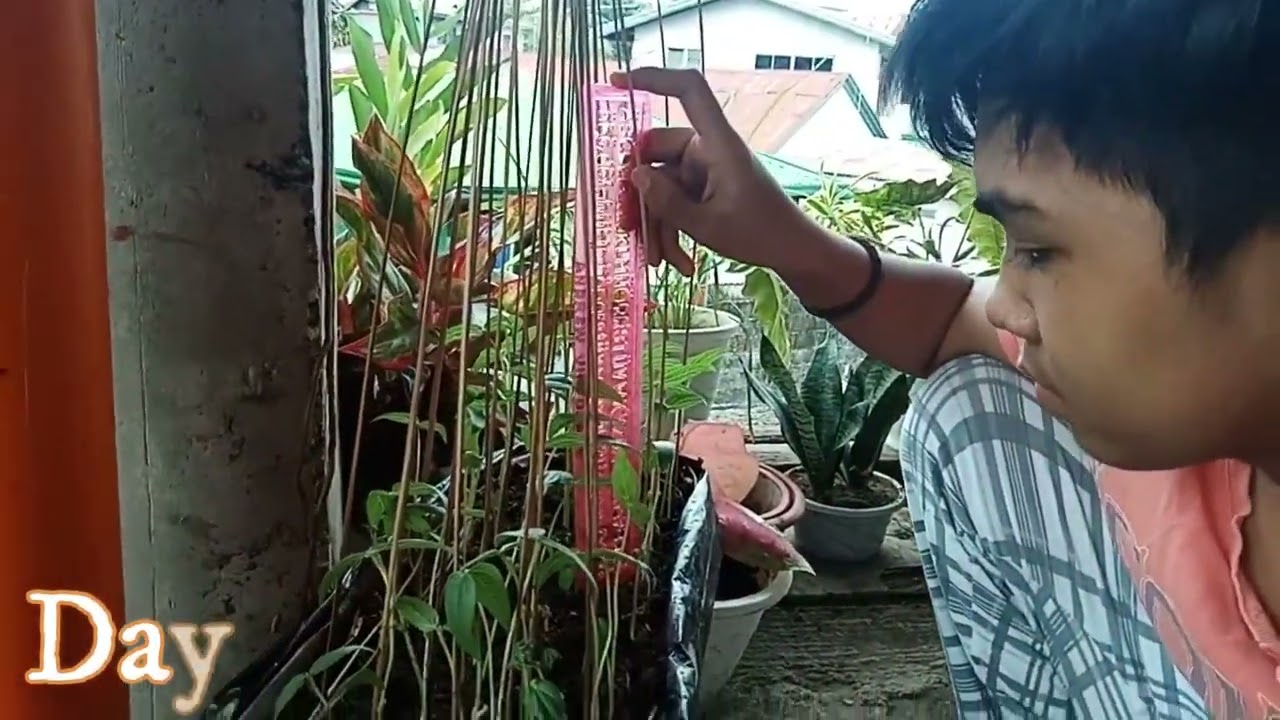 15 Days Germination of Monggo Seeds - YouTube