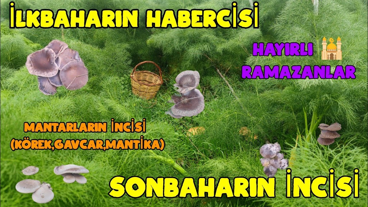 Harika Gavcar Mantarı Avımız Sizlerle . Hayırlı Ramazanlar Arkadaşlar ...