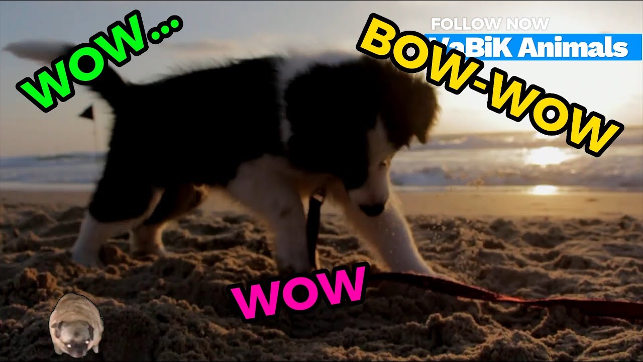 Funny Animal Sounds in Nature: Horse, Leopard, Dog, Cow, Rhino, Cat ...