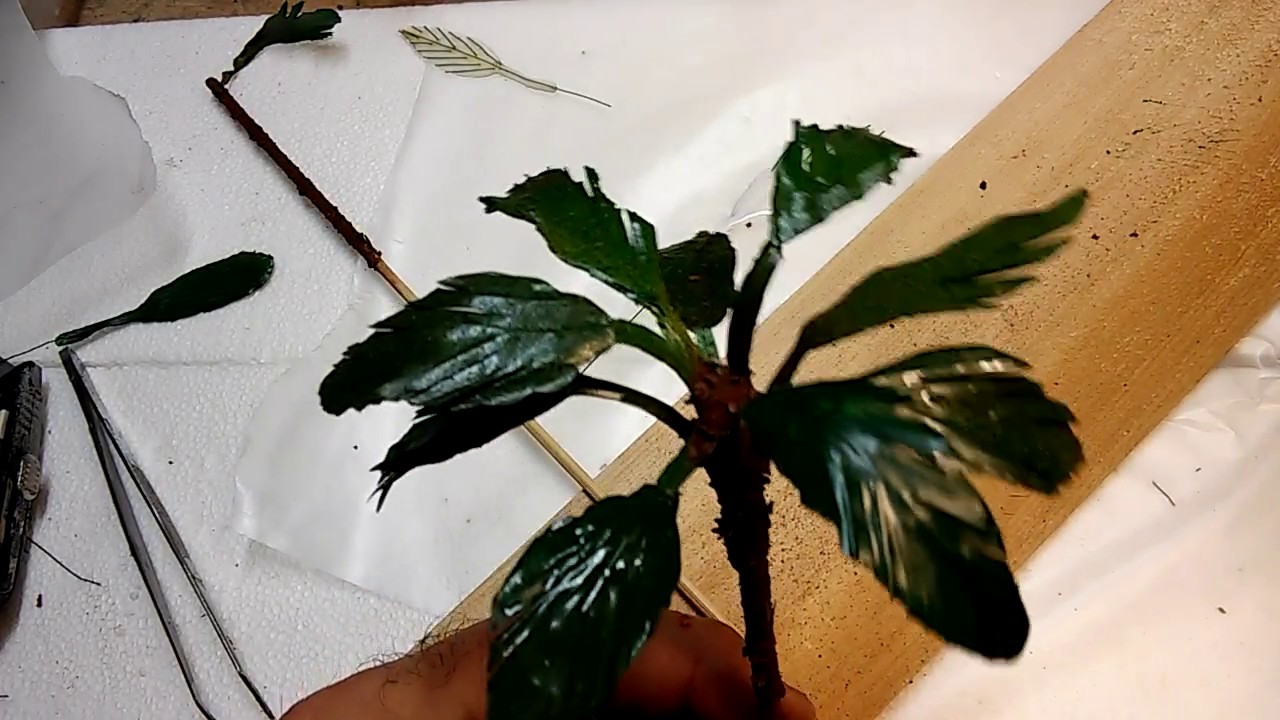 Making Miniature Palm Trees YouTube Making Miniature Palm Trees YouTube