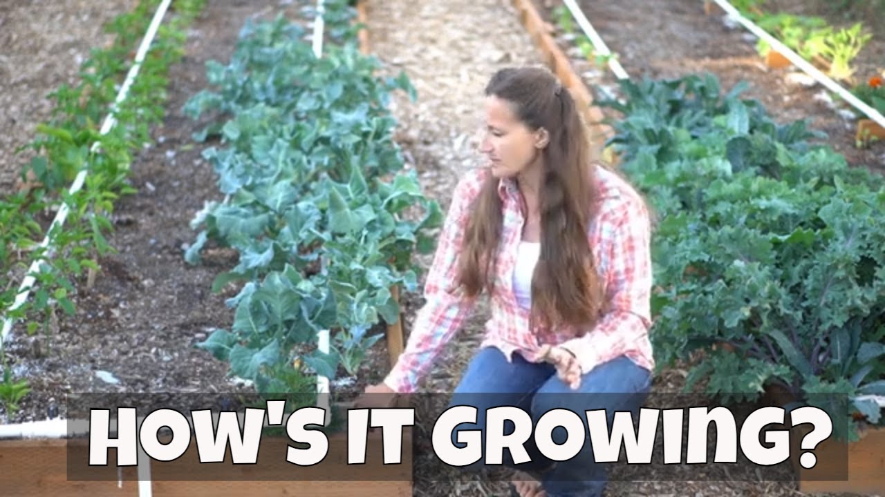 Garden Tour and Mittleider Method Update: June 5, 2023 - YouTube