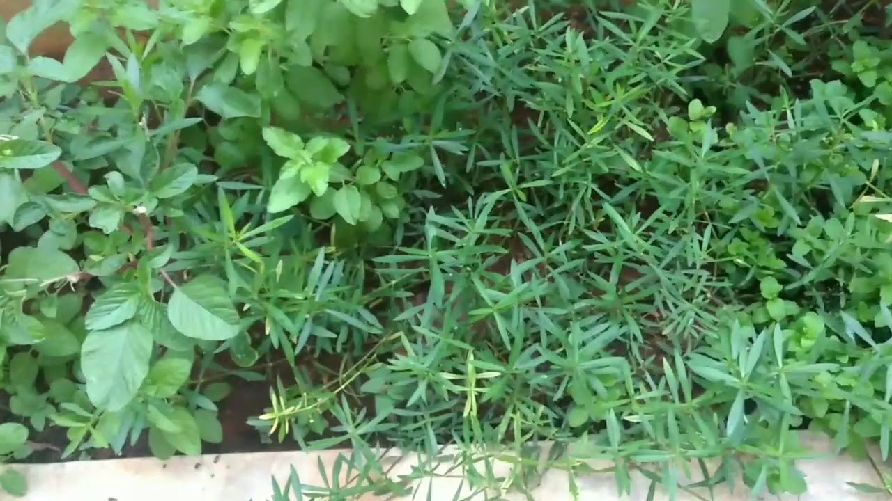 Harvesting Ponnaganti koora in my little garden | How to grow - YouTube