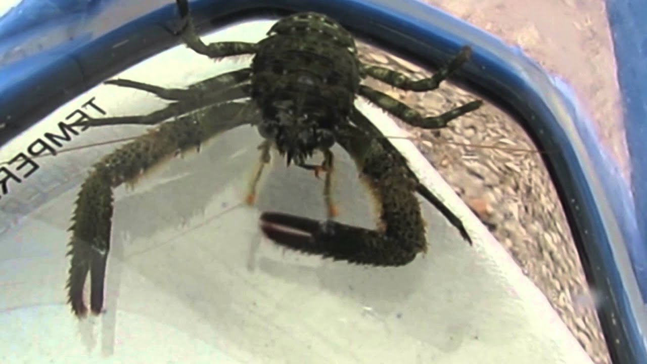 Munida sp. ordnet die Mundwerkzeuge - YouTube