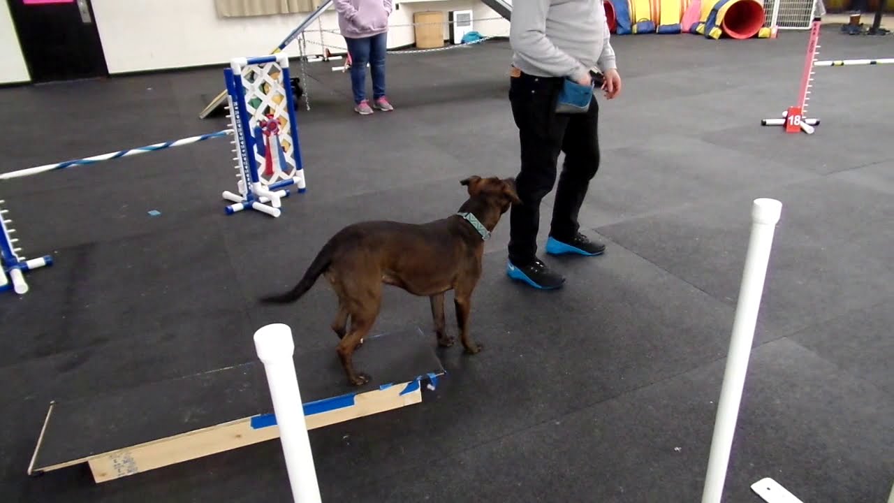 Agility Class 1-22-2020: Brought my contact board to class - YouTube