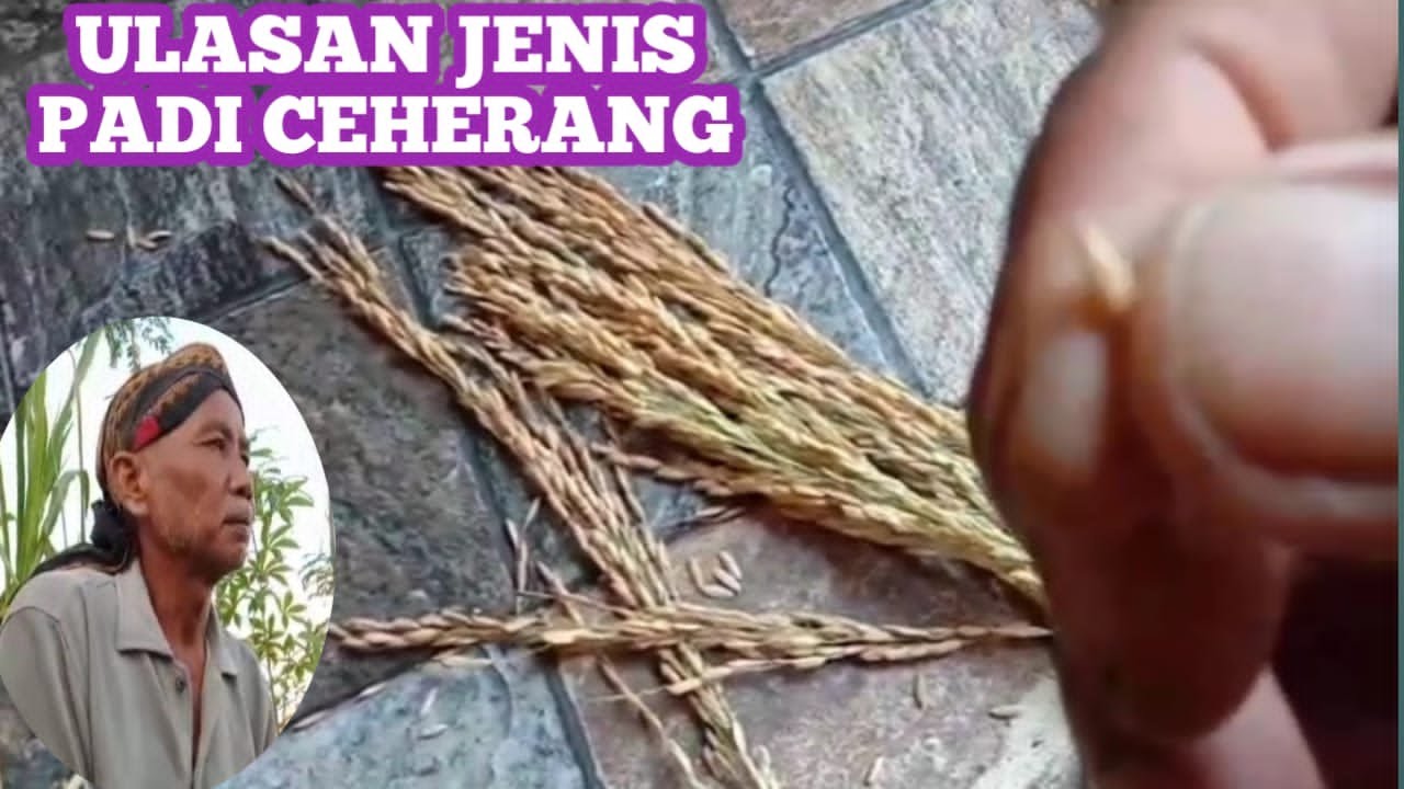 ULASAN JENIS PADI CIHERANG BIMA - YouTube
