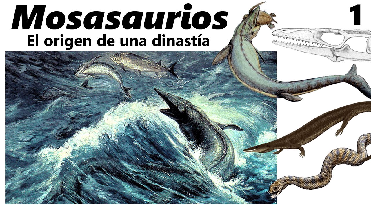 Mosasaurios. ¿Qué son y cuándo aparecieron? Parte 1 - YouTube