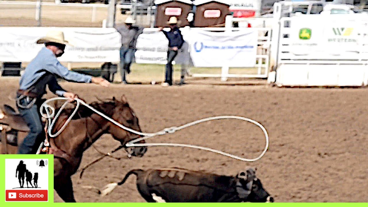 Senior Steer Roping 2nd Go-Part 2🐂 2024 Spicer Gripp Memorial Roping ...