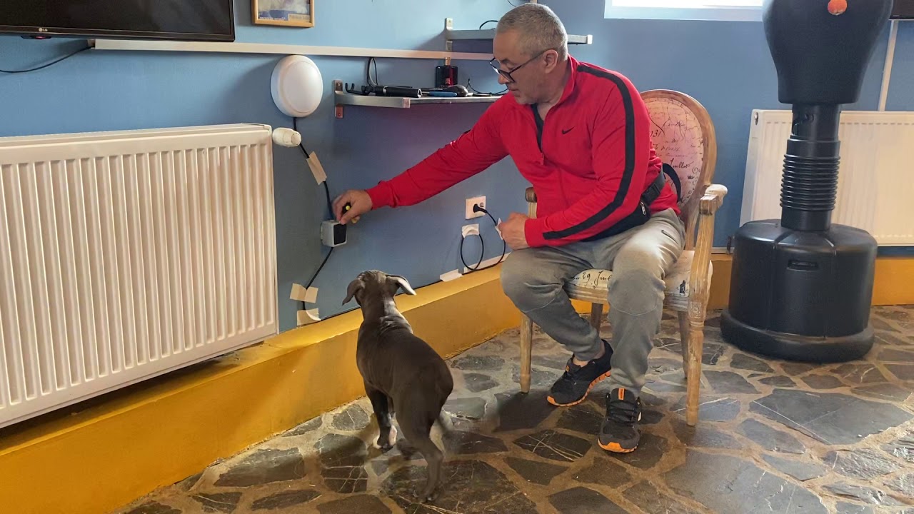 Pui de Amstaff - Thor 3 luni ziua 1 sedinta 1 - YouTube