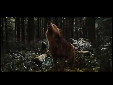 twilight wolves _ superhero