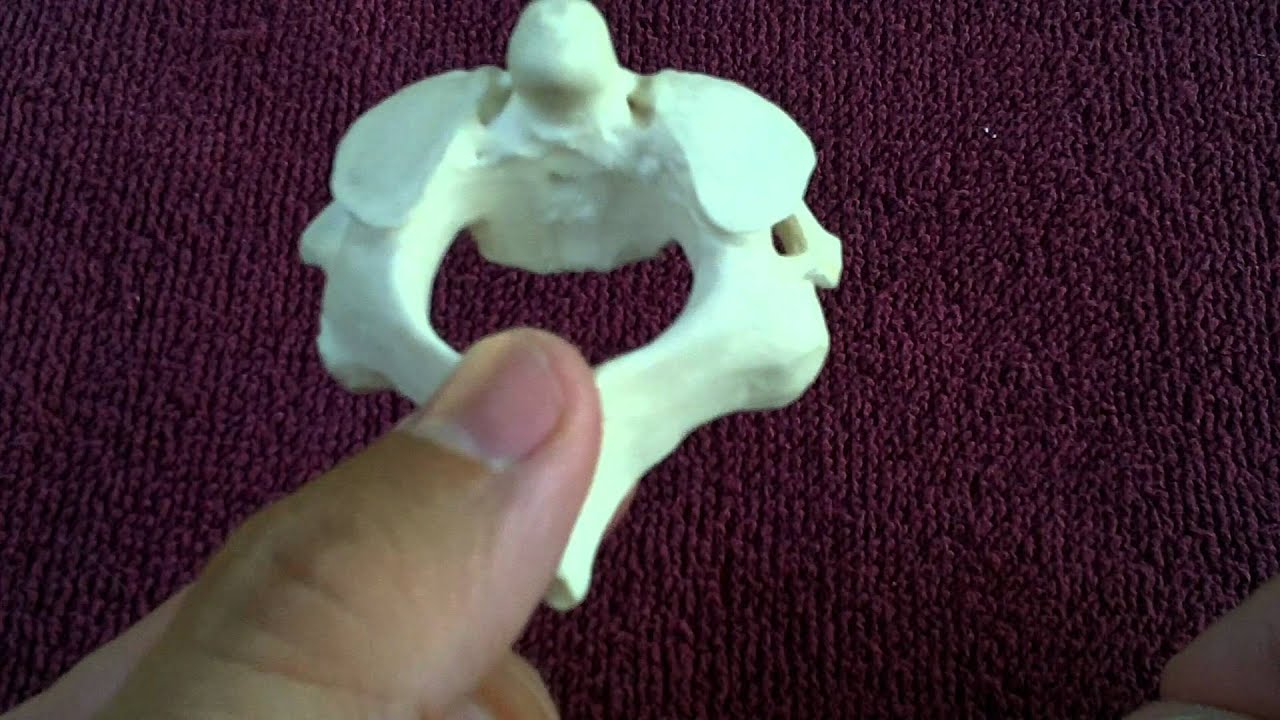 Axis (C2) Markings - YouTube