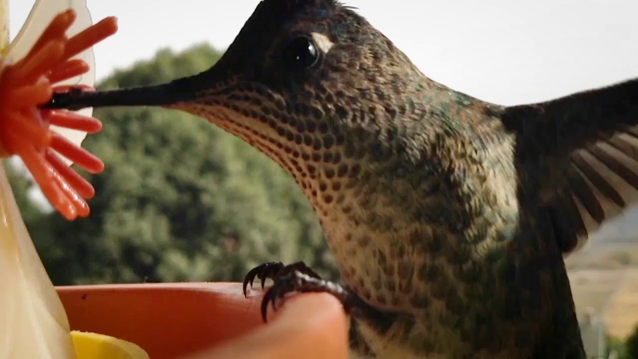 Short Film - Hummingbirds in slow motion - Patagonia Argentina - YouTube