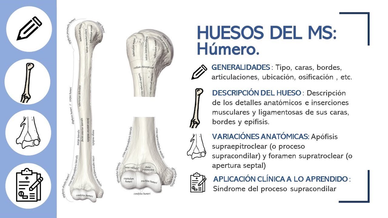 HÚMERO AL DETALLE: GENERALIDADES, DESCRIPCCIÓN DEL HUESO, OSIFICACIÓN ...