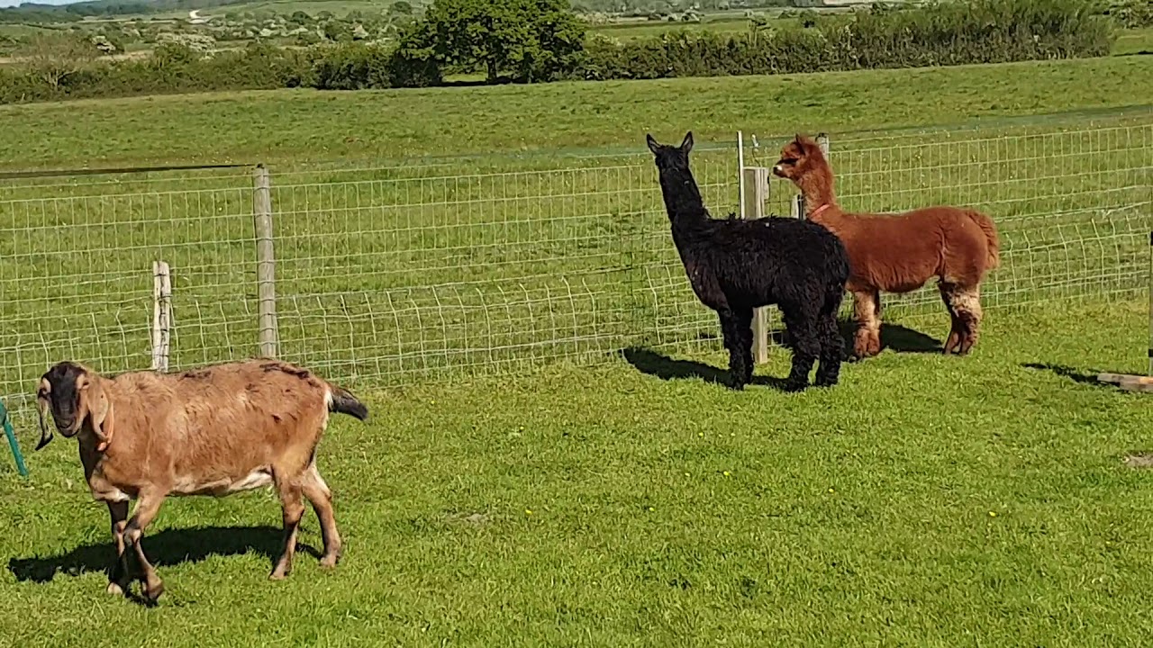 Alpaca giving an alarm warning of a fox getting closer - YouTube