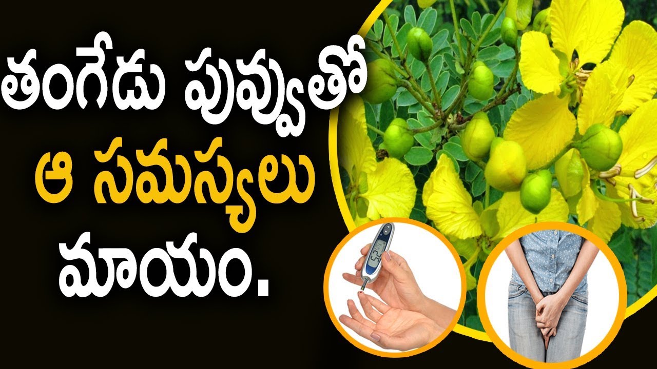 Thangedu Puvvu || తంగేడు పువ్వుతో ఆ సమస్యలు మాయం.! || Avarampoo Health ...