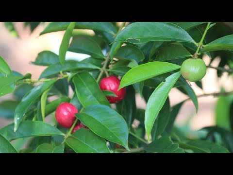 Mahkota dewa மருத்துவ பயன்கள்|Mahkota dewa tea benefits in Tamil ...