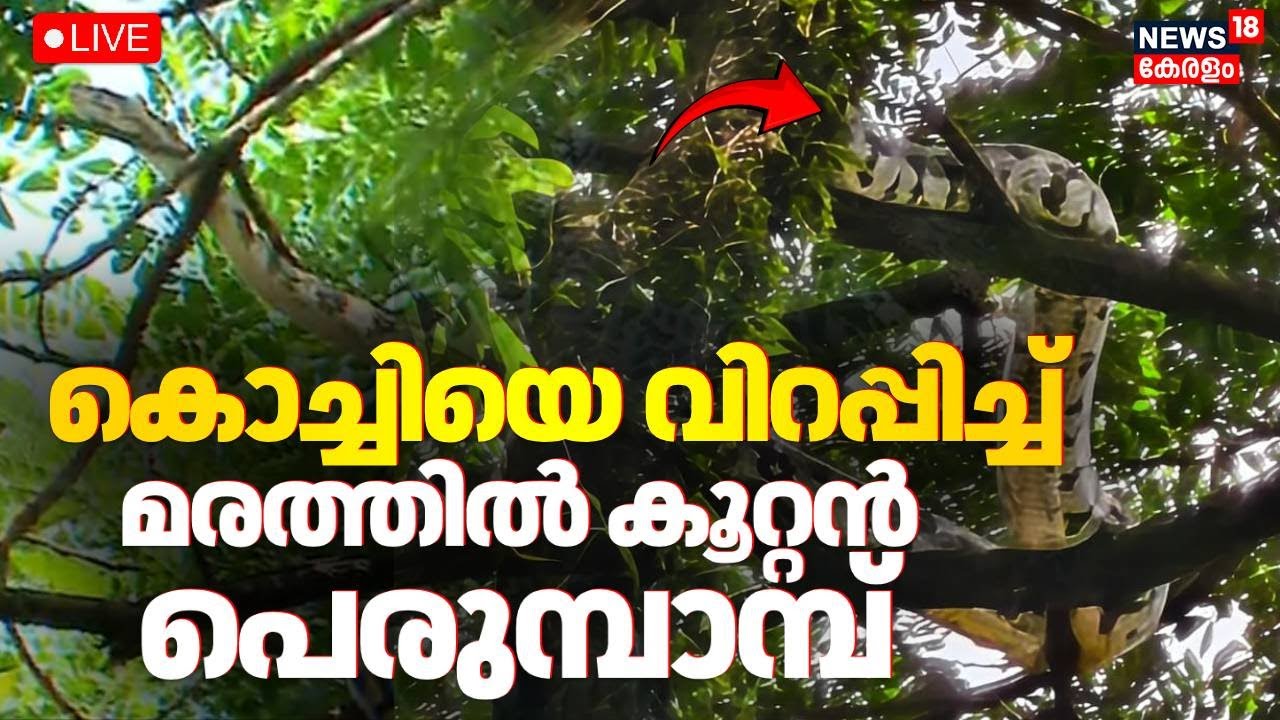 🔴LIVE |Python Spotted on Tree in Ernakulam Near Post Metric Men’s ...