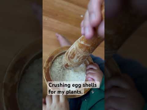 Crushing egg shells for my plant pt 1 - YouTube