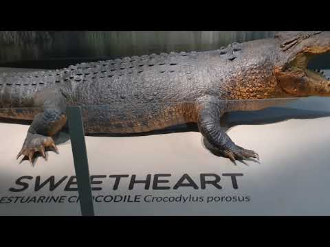 Sweetheart Monster Croc Darwin - YouTube