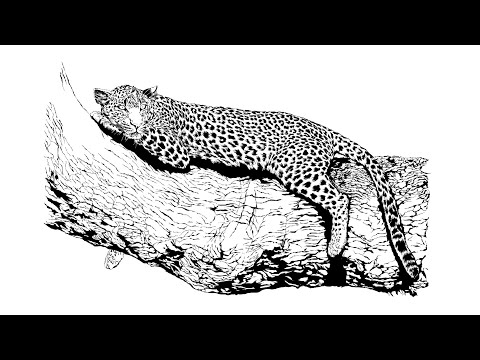 Leopard Drawing Adobe Illustrator CC | Vector Speed Art