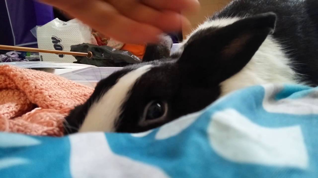 Romeo bunny got angry when the petting stops - YouTube