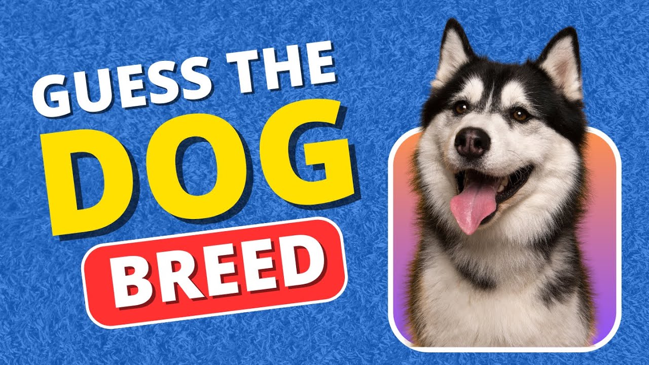GUESS THE DOG BREED QUIZ | Guess 50 Dogs - YouTube