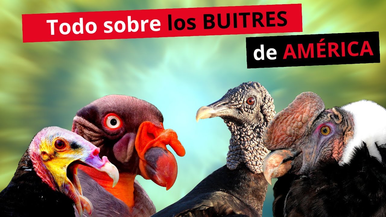 ♻️Todo lo que necesitabas saber sobre buitres🦅 - YouTube
