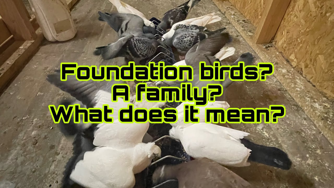 Pigeon Talk- help me understand this. - YouTube