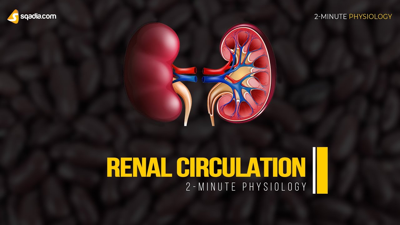 Renal Circulation | 2-Minute Physiology | Video Education | V-Learning ...