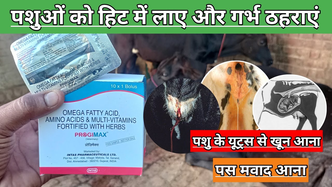 Use veterinary PROGIMAX BOLUS | पशुओं को हिट में लाए गर्भ ठहराएं | पशु ...