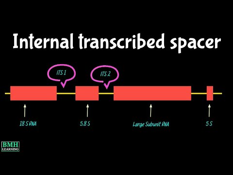 Internal Transcribed Spacer | ITS | Phylogenetic Analysis Of ITS ...