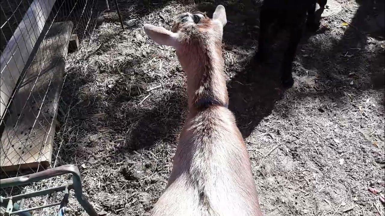 who let the goats out? - YouTube