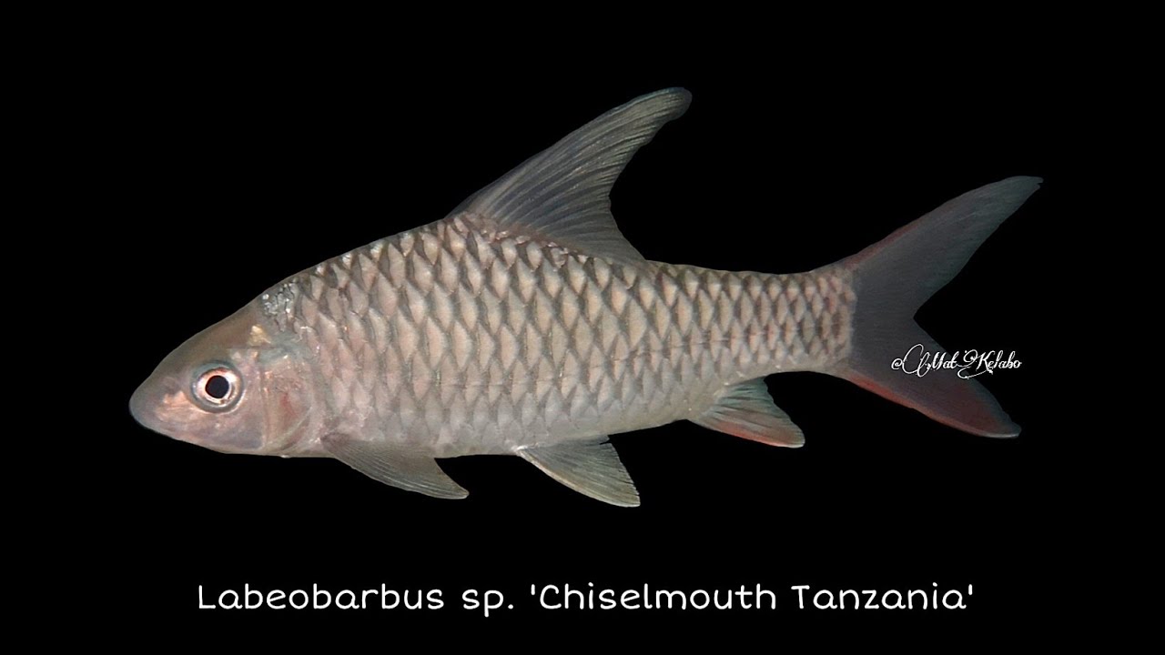 Labeobarbus sp. 'Chiselmouth Tanzania' @ Tanzanian Chiselmouth ...