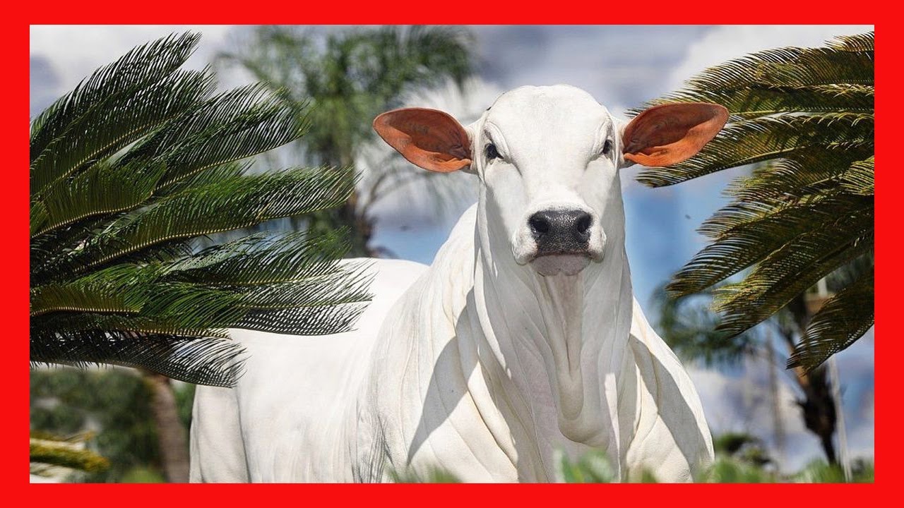 RAZA DE GANADO NELORE SU ORIGEN - YouTube