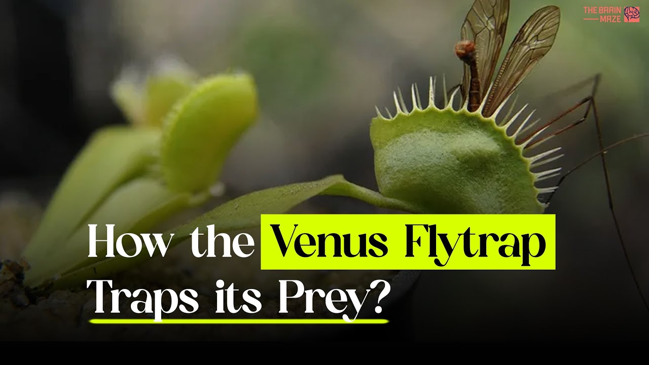 How the Venus Flytrap Traps its Prey? - YouTube