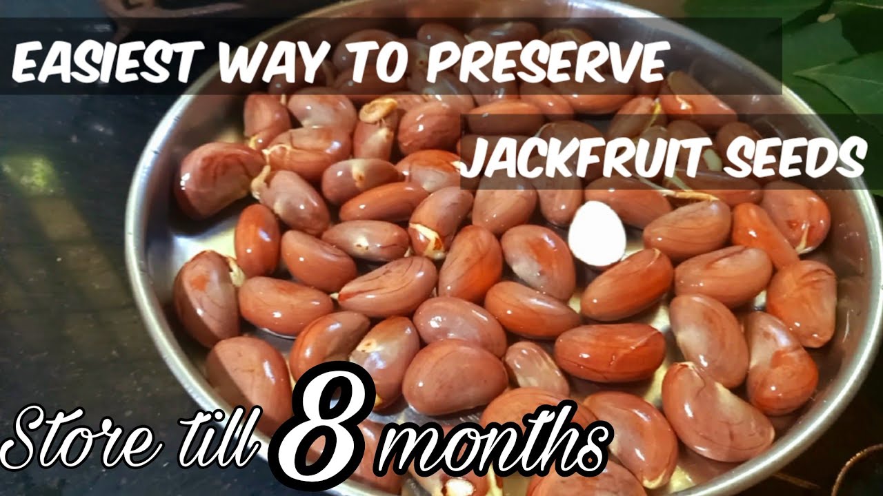 How to Preserve Jackfruit seeds for long time | preserve jackfruit ...