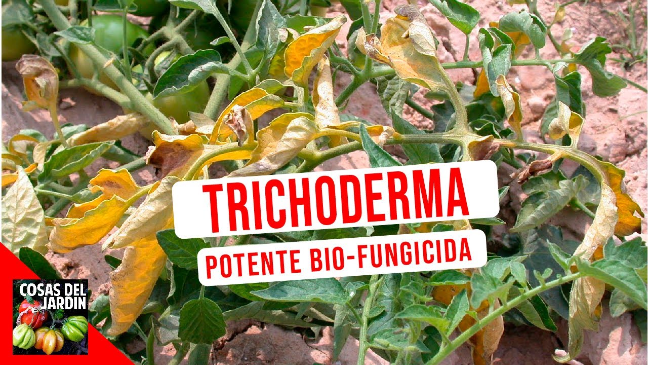 CONOCE AL FUNGICIDA BIOLOGICO MAS PODEROSO - TRICHODERMAS COMO USAR ...