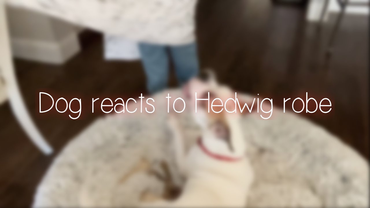 Dog reacts to Hedwig robe - YouTube