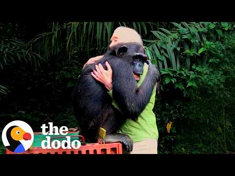 Rescued Chimp Pauses To Hug Jane Goodall Before Returning To The Wild | The Dodo