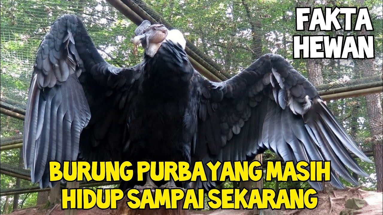 Fakta Unik Kondor Andes, Burung Purba Yang Masih Hidup Sampai Sekarang ...
