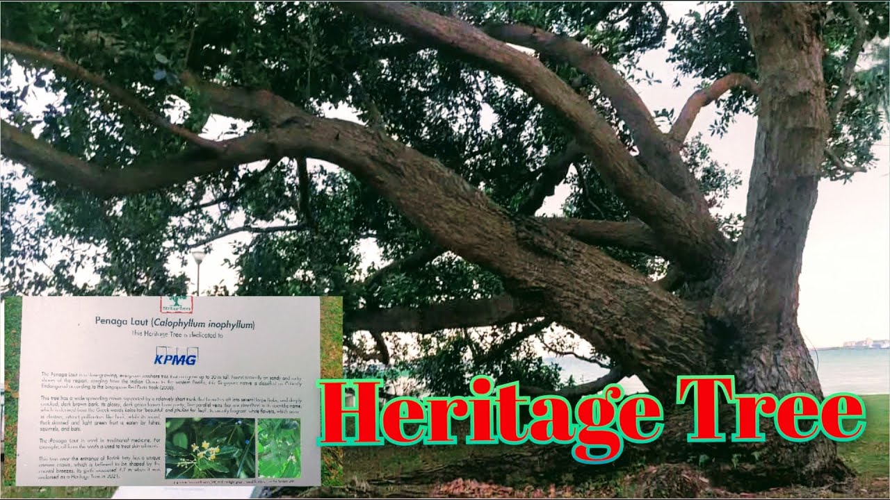 Heritage Tree | Penaga Laut (chalophyllum inophyllum) Singapore |East ...