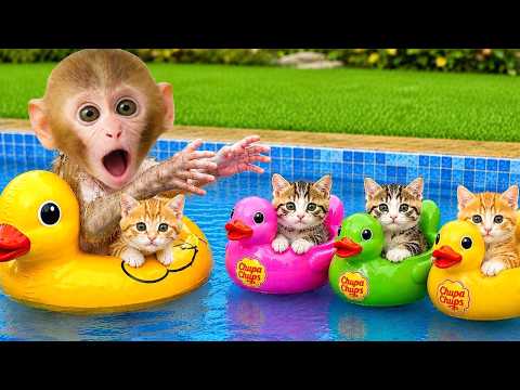 Maymun Kika Küçük Arkadaşlarıyla Havuz Macerasına Öncülük Ediyor! 🐵🐱💦