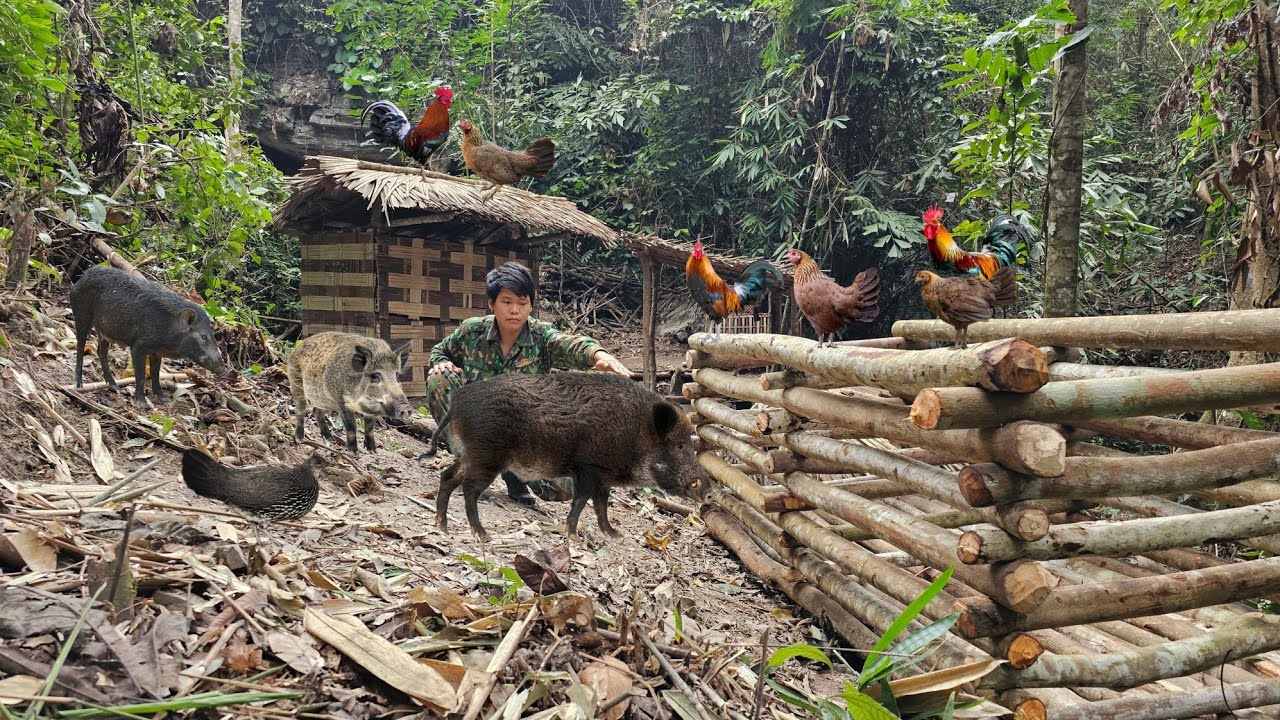 Take advantage of natural resources to build pig pens with knives, tame ...