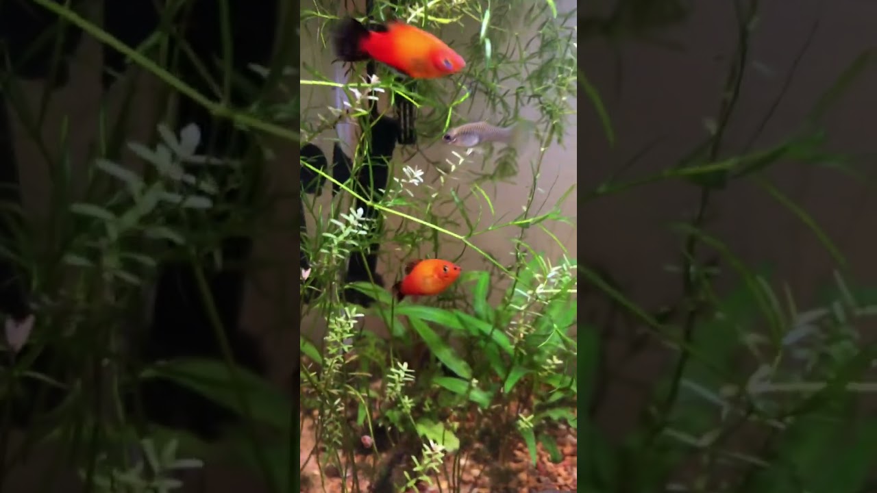 Beautiful female platy fish - YouTube