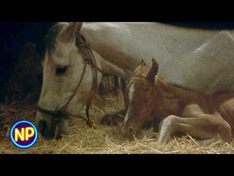 A Horse Gives Birth While Being Moved on a Train | Running Free