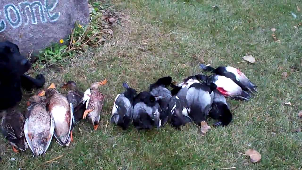 FALL DUCK HUNTING HUNT DAILY LIMIT SHOT IN NORTH DAKOTA - YouTube