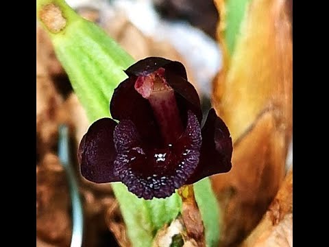 l'orchidea nera Maxilaria schuncheana, far del bene ci fa bene - YouTube