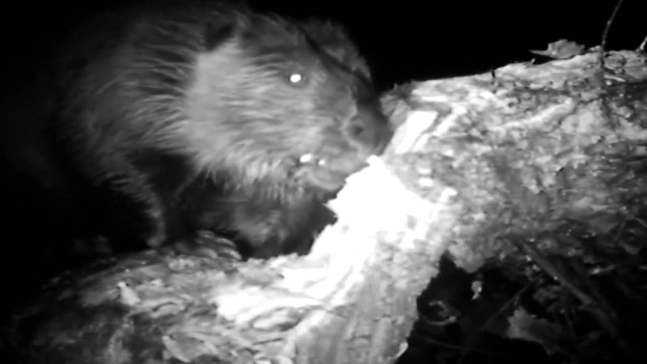 Beaver falls tree - YouTube