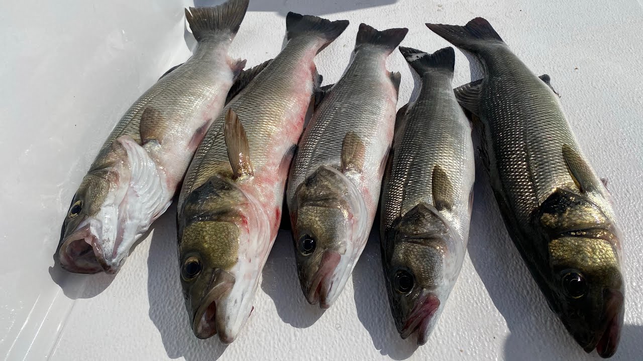 SU ÜSTÜ LEVREK AVI. Surface sea bass fishing with epoxy model. - YouTube